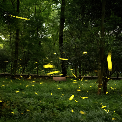 Fireflies flicker on a midsummer night in E China - CGTN