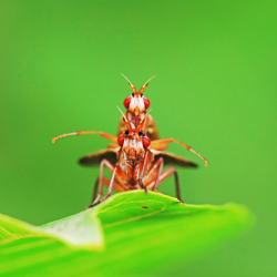 Close-ups of insects on lush foliage - CGTN