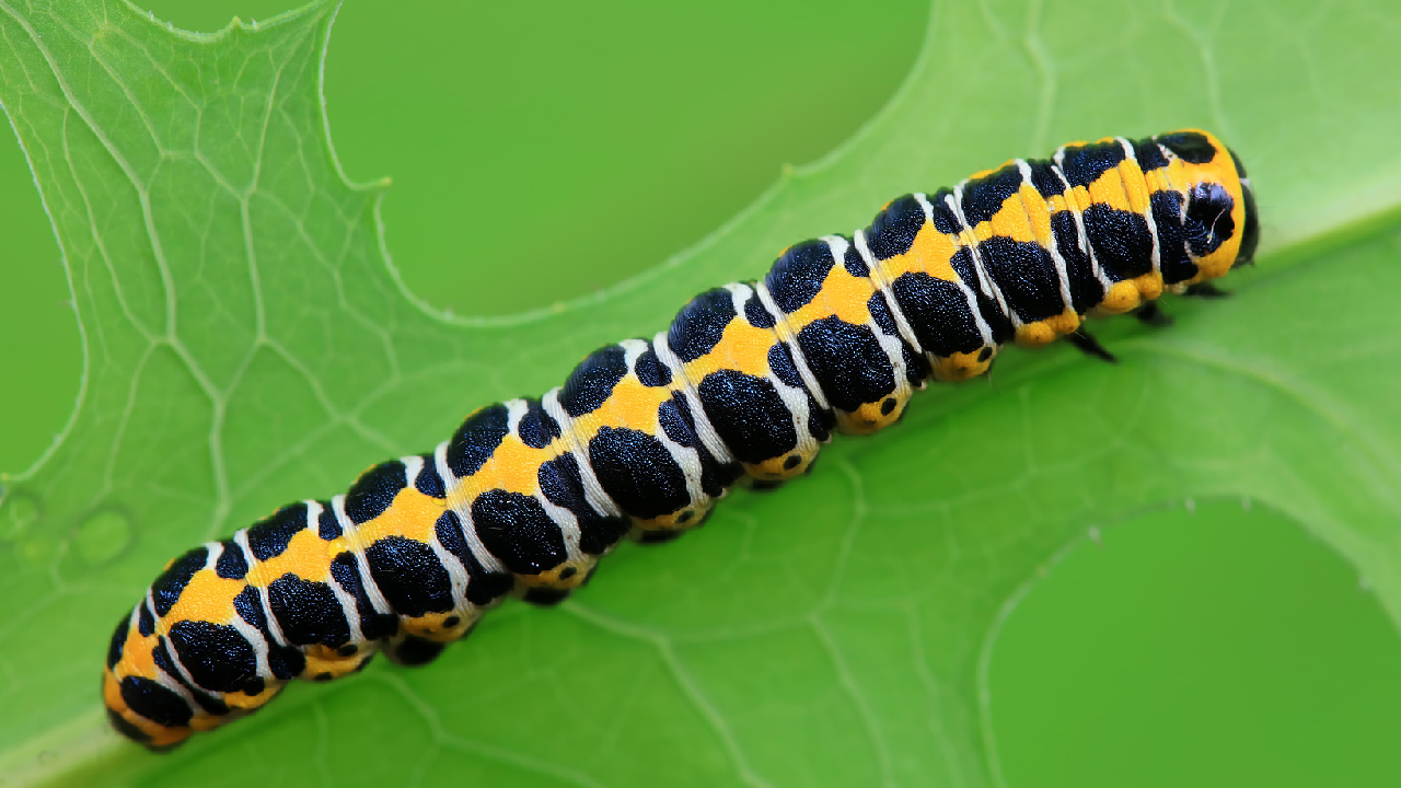 Close-ups of insects on lush foliage - CGTN