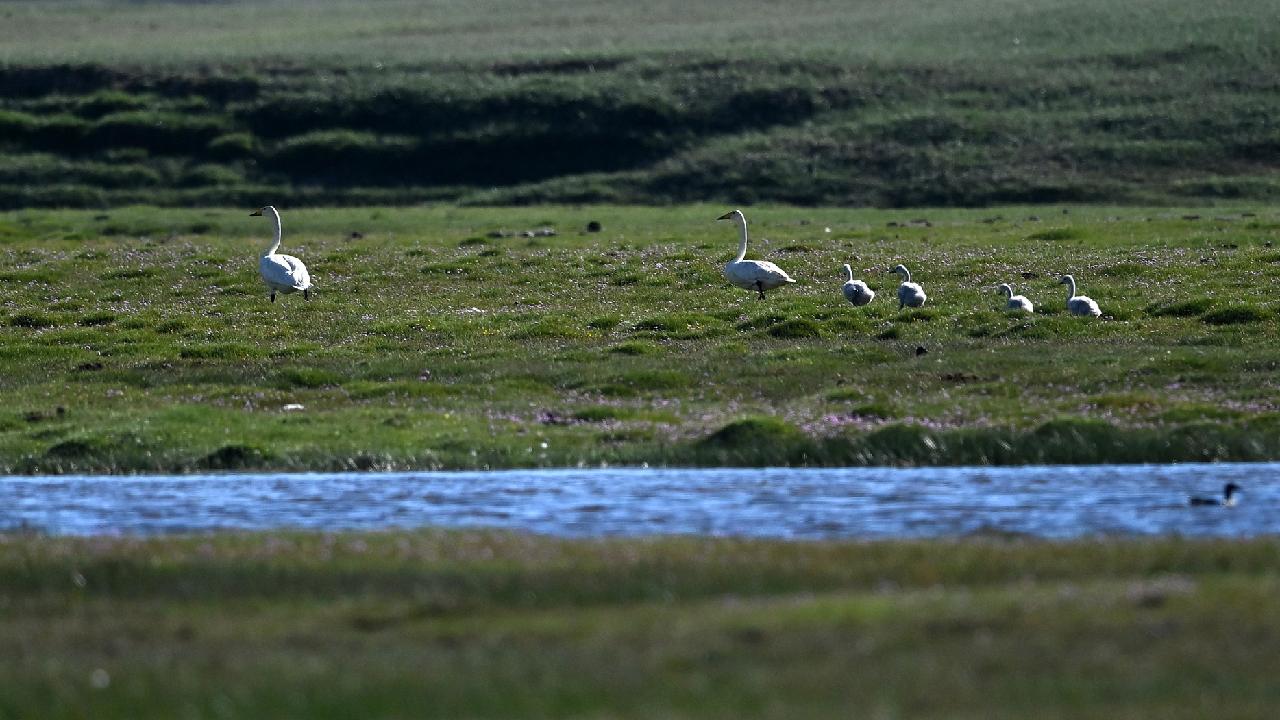 Swans thrive in summer wetland of NW China's Xinjiang - CGTN