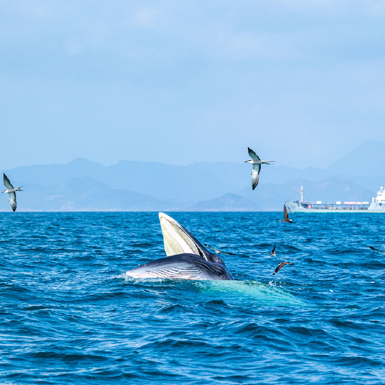 A Bryde's whale shows up in S China's Shenzhen - CGTN