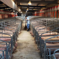 How Chinese farmers navigate plunging pork prices - CGTN
