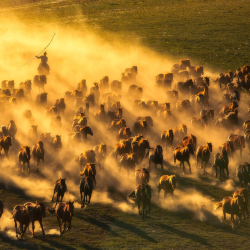 Live: Thousands of horses galloping across Xinjiang's Zhaosu Prairie - CGTN