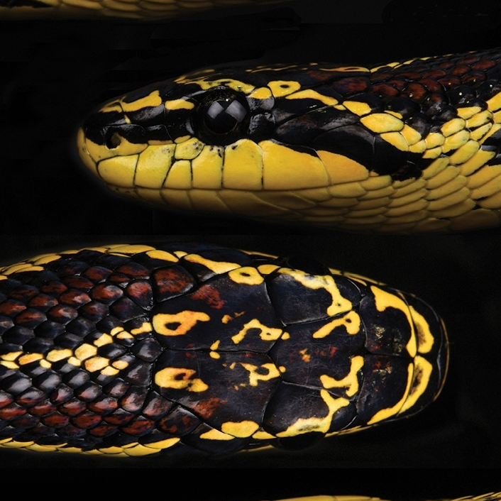 New snake species found in northwest China's Qinling Mountains - CGTN