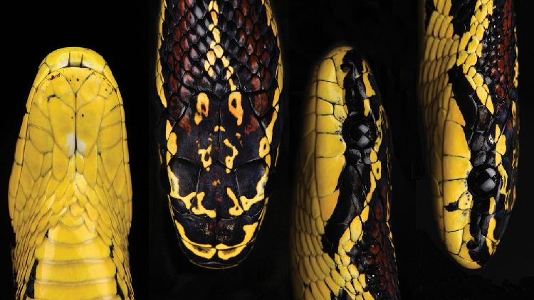 New snake species found in northwest China's Qinling Mountains - CGTN
