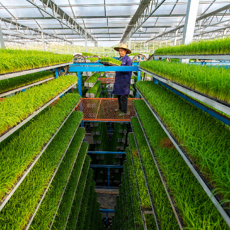 Live: Science and technology empower Chinese rural agriculture - CGTN