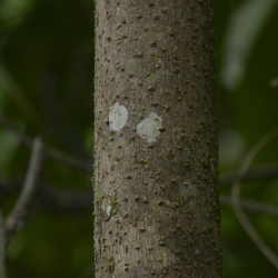 Jiangxi series | Episode 3: Phoebe Trees - CGTN