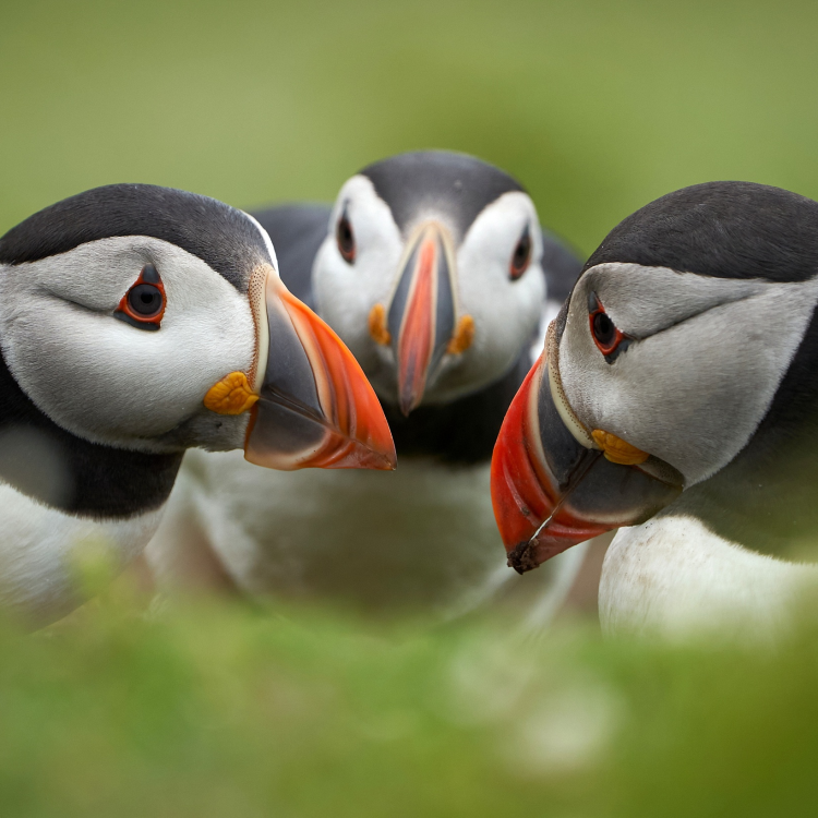 A trio of cute and chatty puffins - CGTN