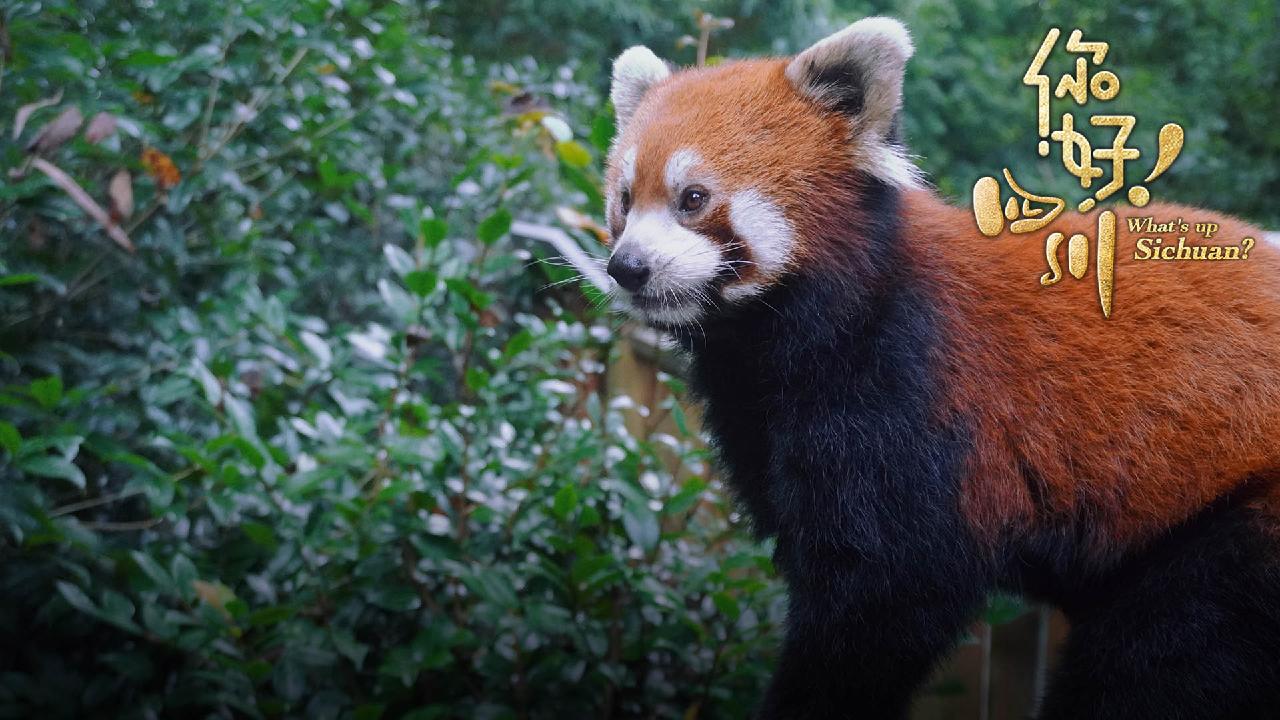 Live: Go watch red pandas in SW China - CGTN