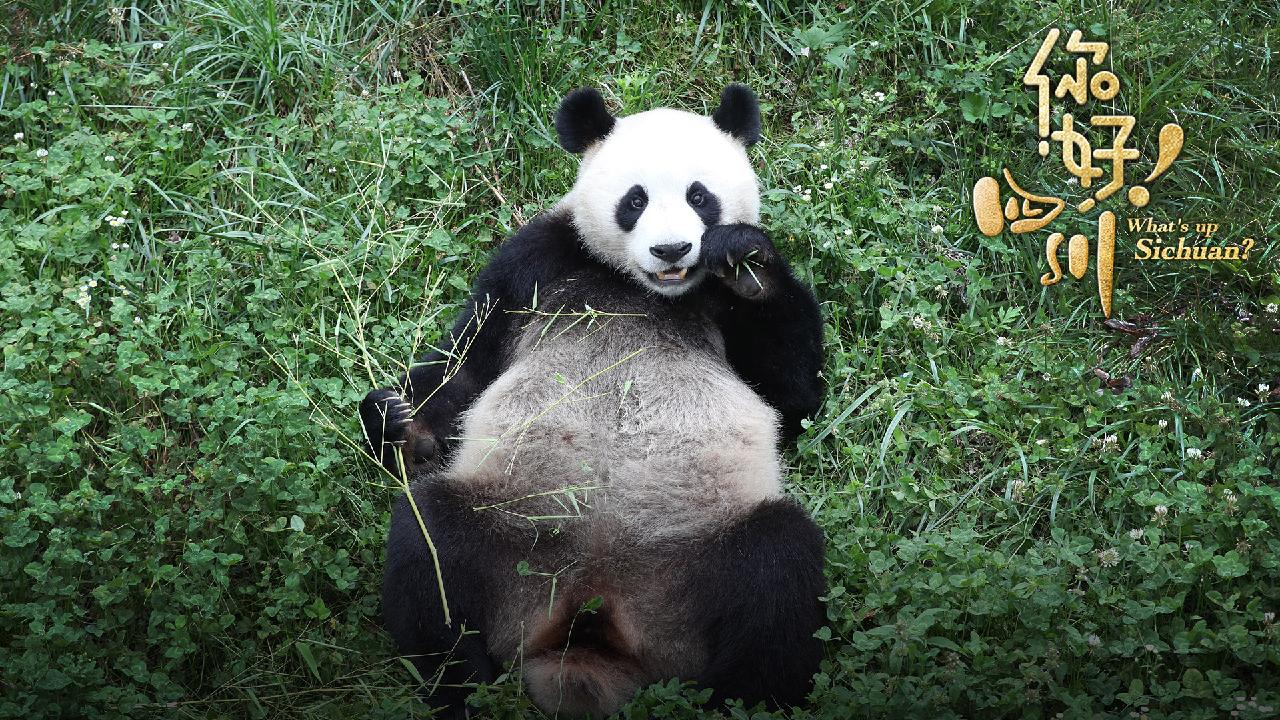 Watch: When panda meets thangka in China's Sichuan Province - CGTN
