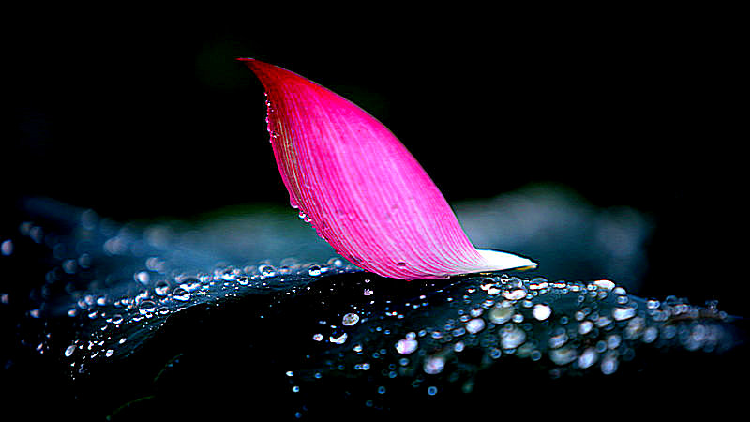 Lotus photographer here with cool lotus photos - CGTN