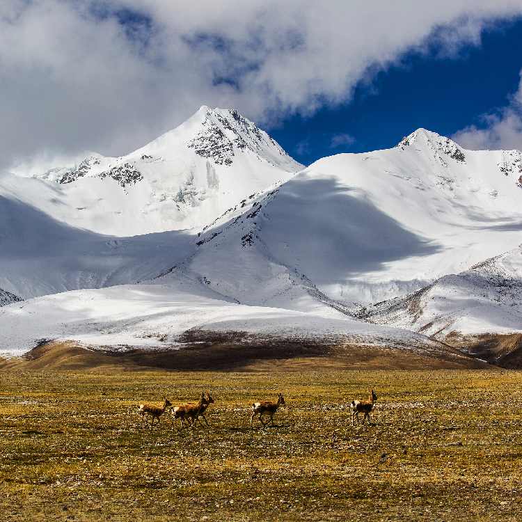 Lower albedo drives glacier melting on Qinghai-Tibet Plateau: study - CGTN