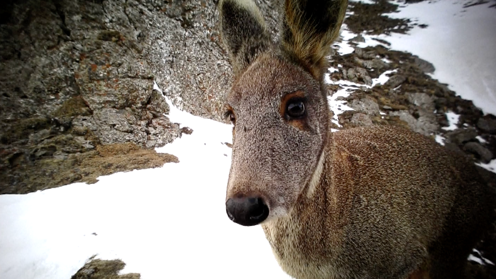 Infrared cameras capture seven wild animal species in NW China - CGTN