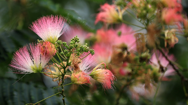 Persian silk trees bloom in east China - CGTN