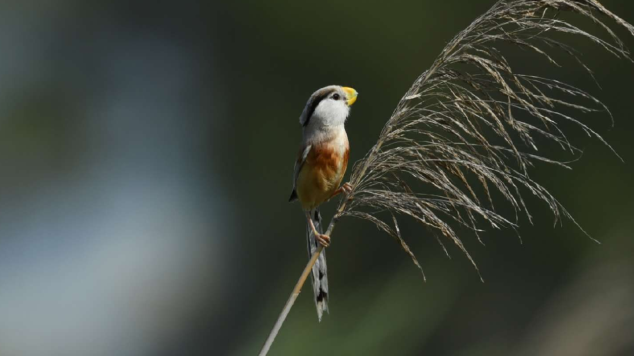 Moments of rare reed parrotbill - CGTN