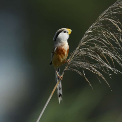 Moments of rare reed parrotbill - CGTN