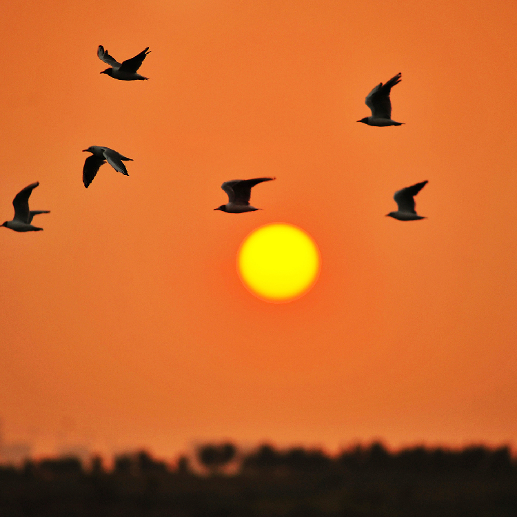 Various migratory birds fly to coastal wetlands as autumn comes - CGTN