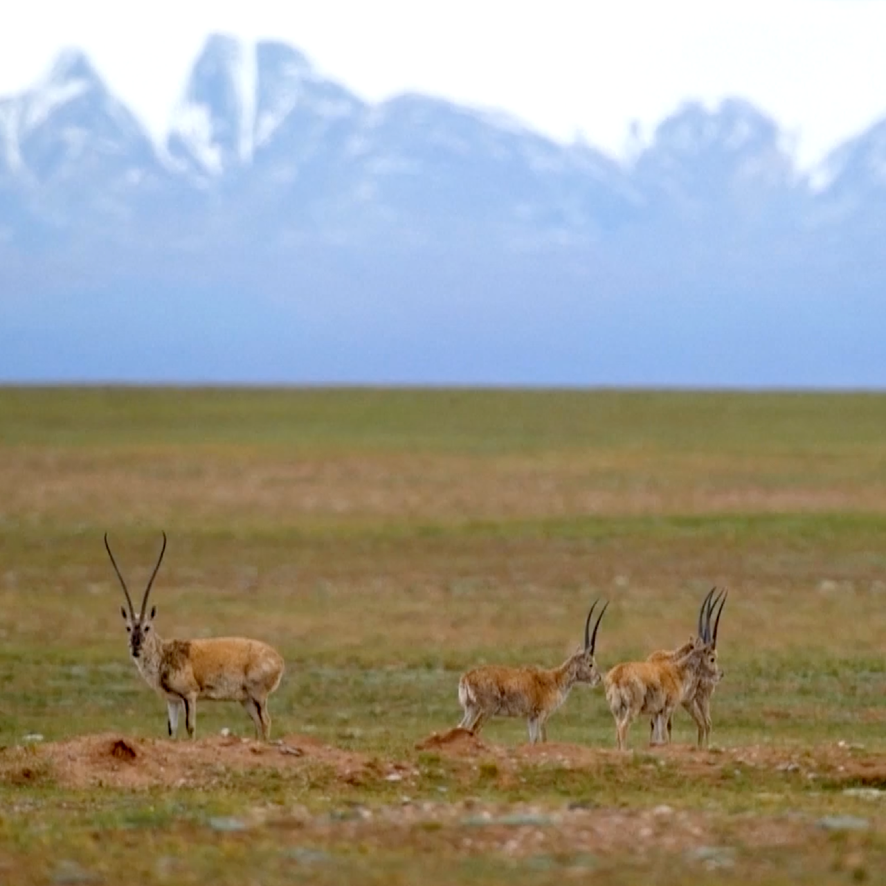 China sees growing population of Tibetan antelopes over decades - CGTN