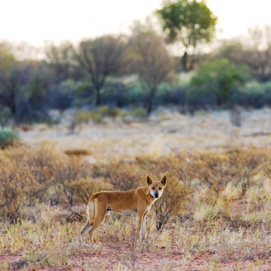 World's first footage reveals secret life of a dingo - CGTN