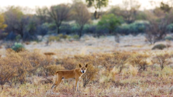 World's first footage reveals secret life of a dingo - CGTN