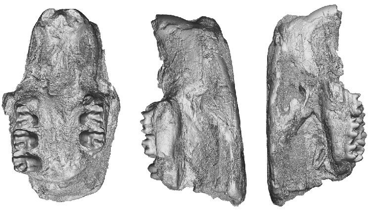 Ancient fossils of new rodent species discovered in NW China - CGTN