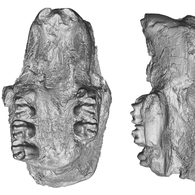 Ancient fossils of new rodent species discovered in NW China - CGTN