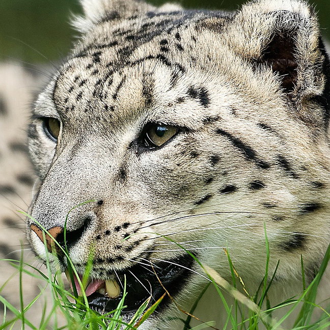 Rare footage of 'ghost of the mountains' becoming 'shepherd leopard' - CGTN