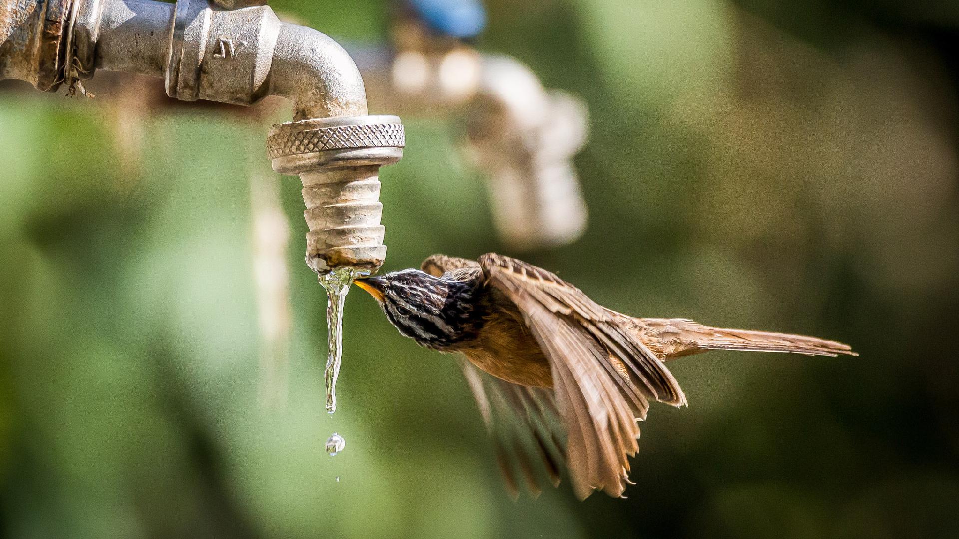 Thirsty birds drinking from a tap in Oman - CGTN