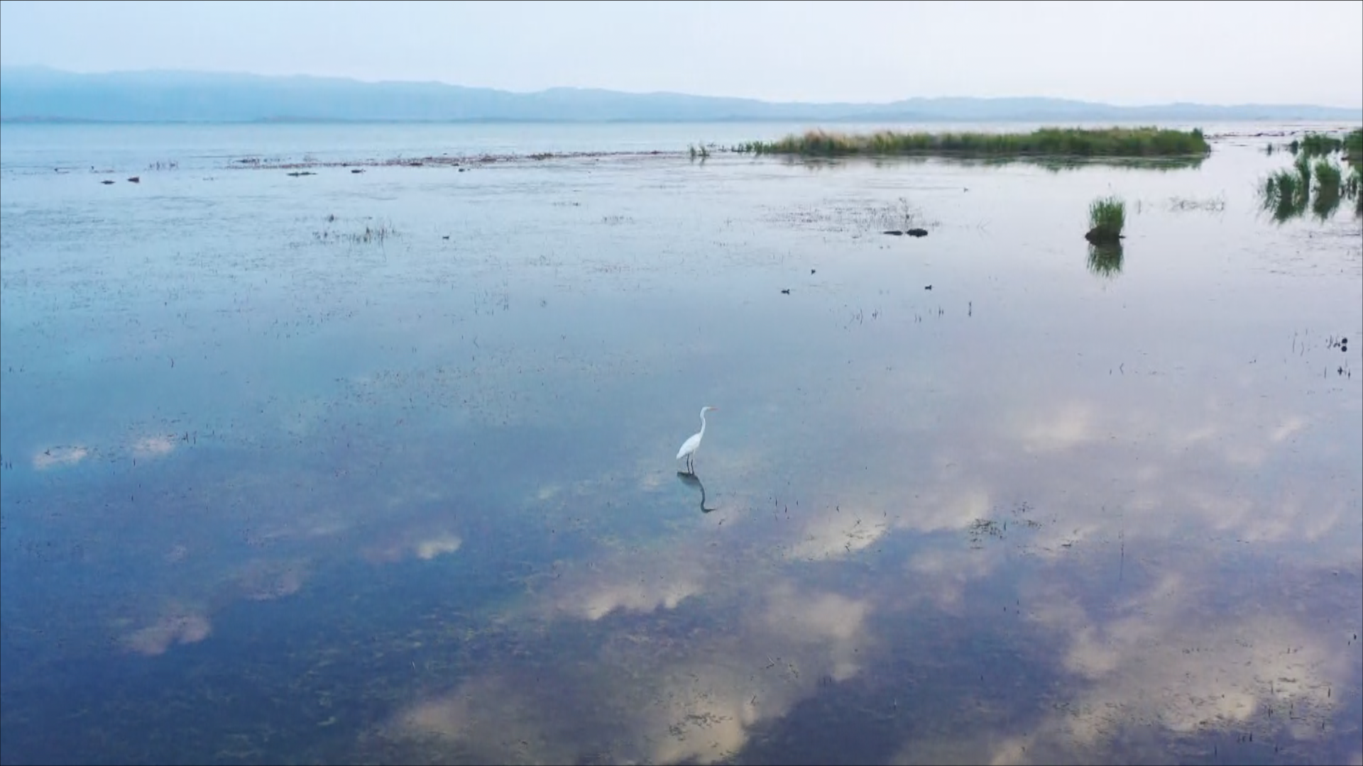 Birds gather at Bosten Lake in NW China - CGTN