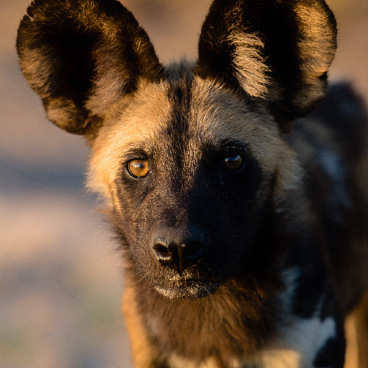 What you don't know about painted wolves - CGTN