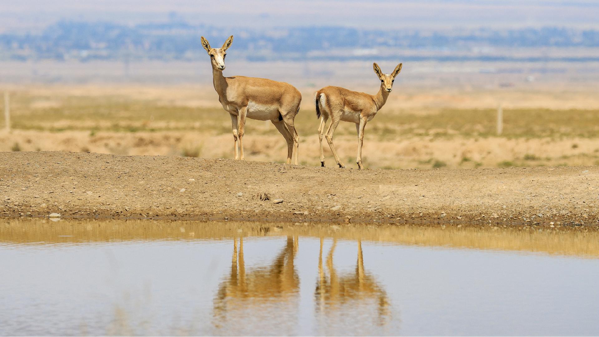 Goitered gazelles drink water from a pond in NW China - CGTN