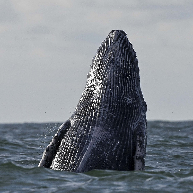 A humpback whale jumps out of the water in the Pacific Ocean - CGTN