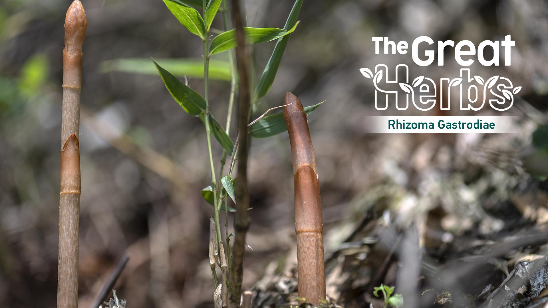 The Great Herbs: Red arrows - CGTN