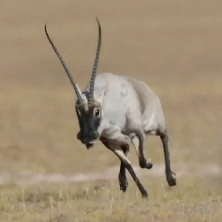 More Tibetan antelope monitored on return trip of annual migration - CGTN