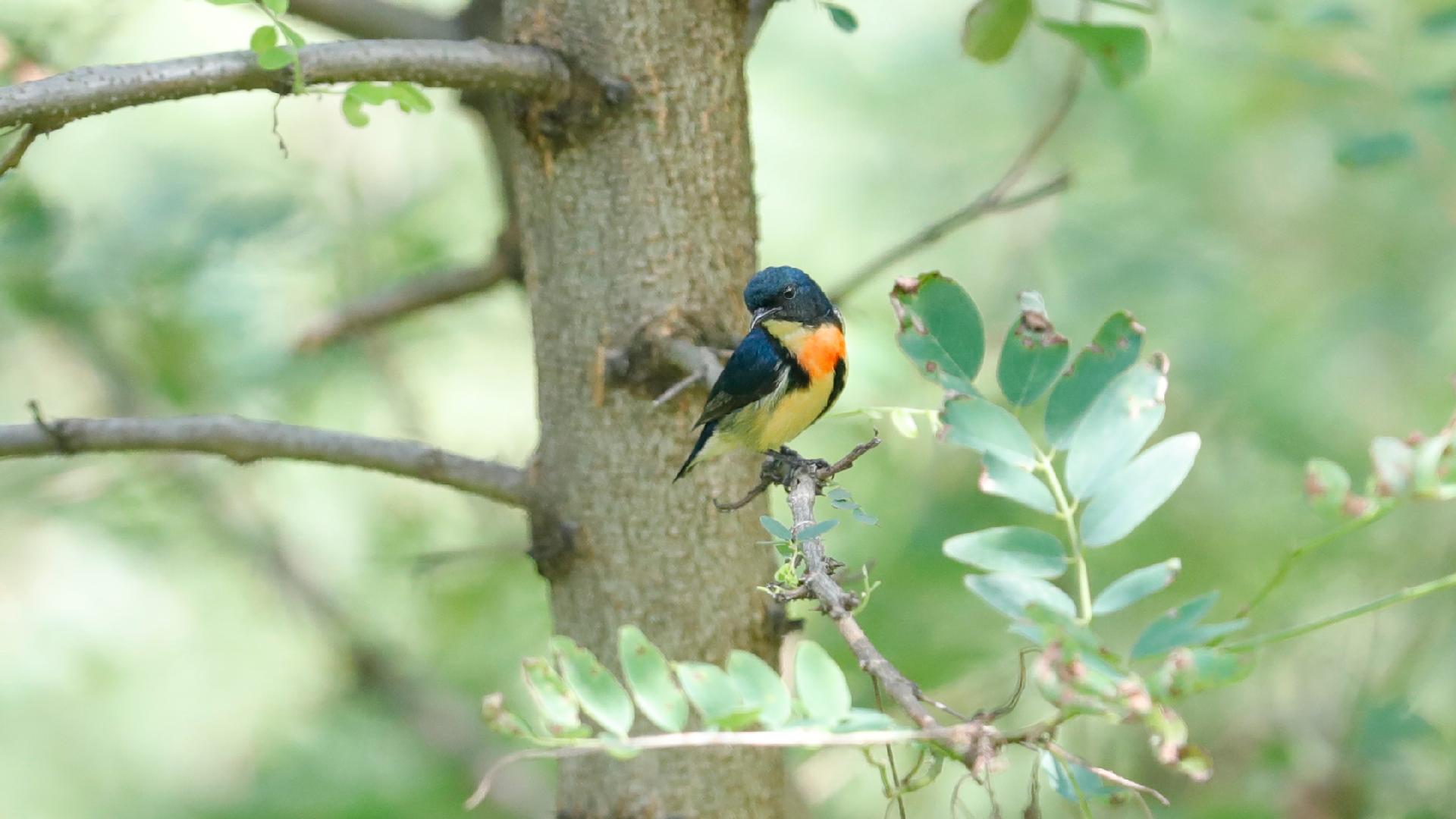 Fire-breasted flowerpeckers forage in central China - CGTN