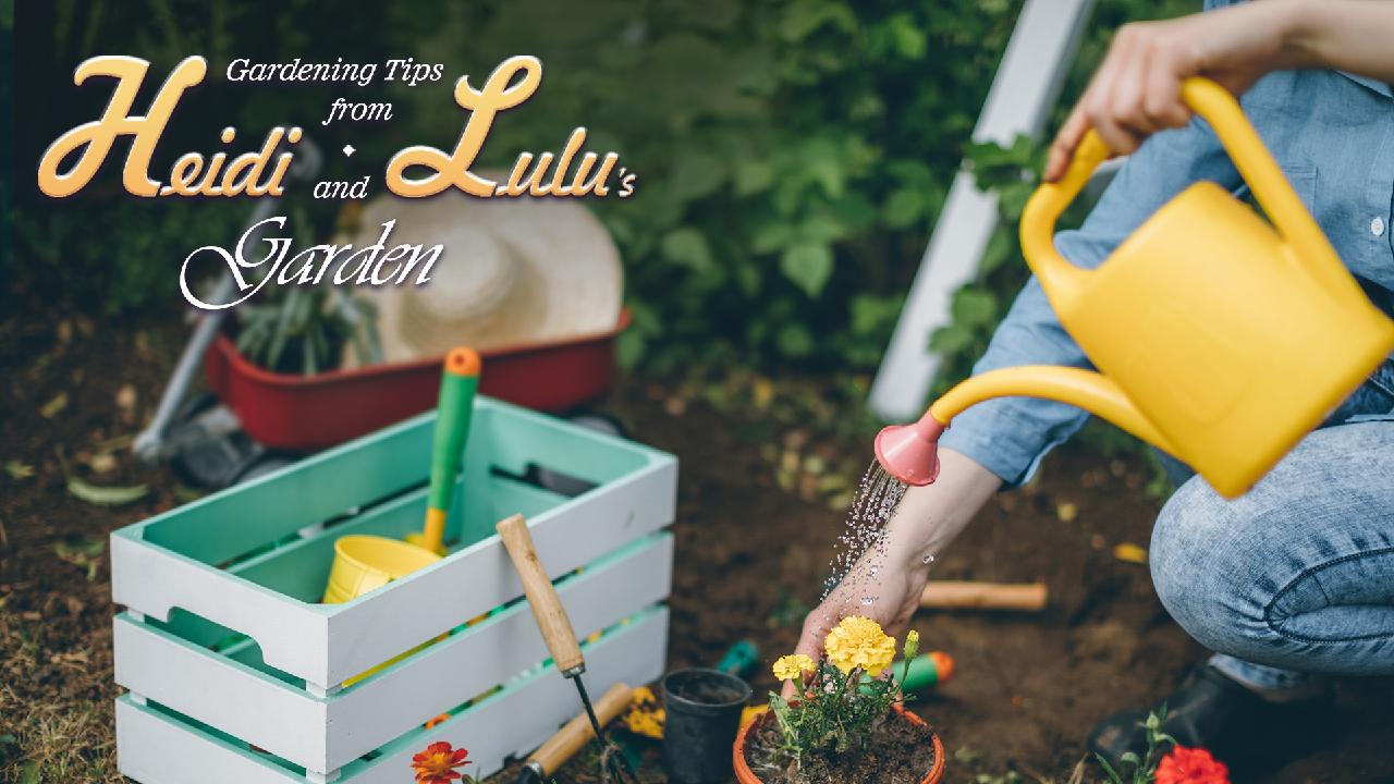 Gardening tips from Heidi and Lulu's Garden - CGTN
