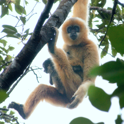 China's Hainan gibbon protection success for biodiversity conservation ...