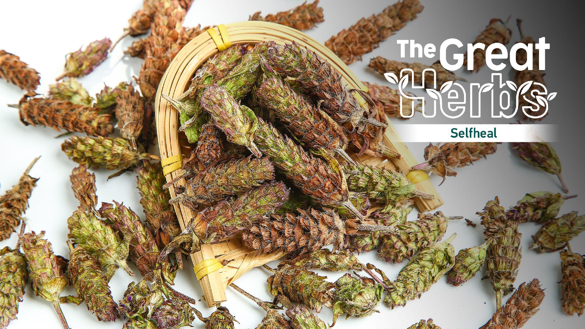 The Great Herbs: Heal-all herb withers in summer - CGTN