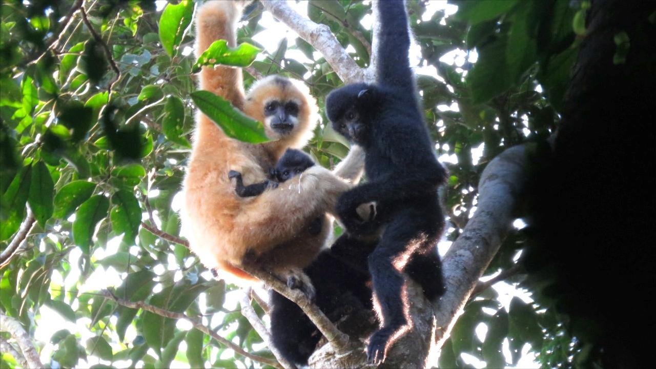 Watch two new members of the world's rarest primate - CGTN