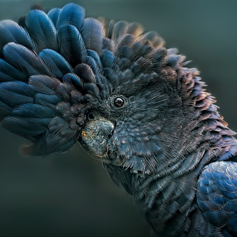 Animals 'shape-shifting' as climate warms: study - CGTN