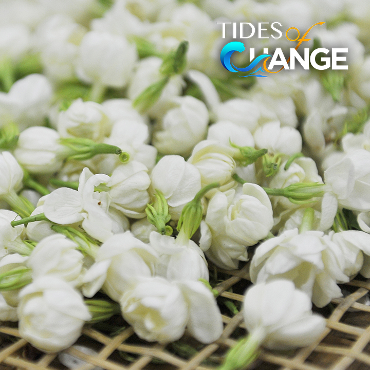 Live: How is jasmine tea made in SE China's Fuzhou City? – Ep. 3 - CGTN