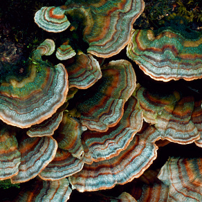 Alien fungi: The medicinal 'swirling clouds' - CGTN