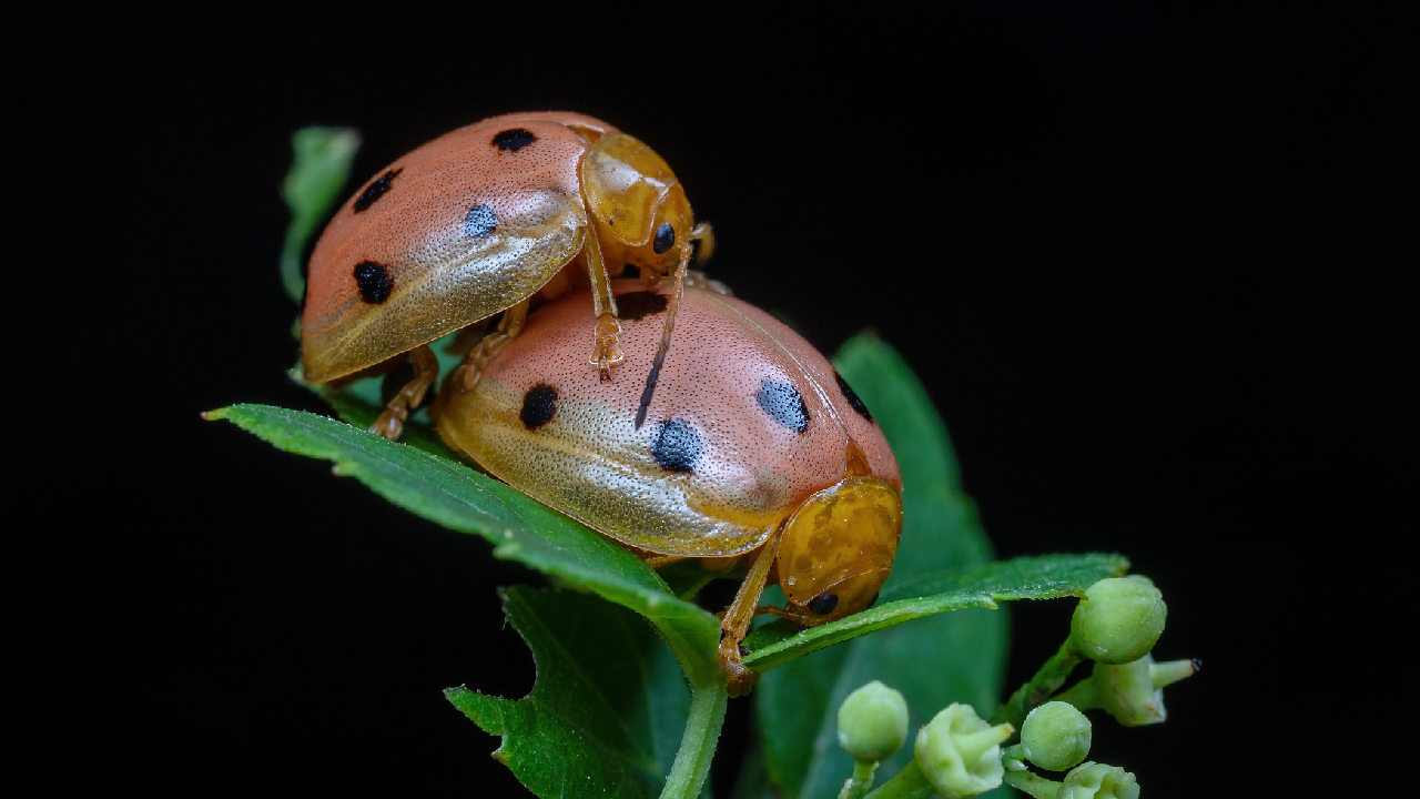 Stunning close-up photos of insects - CGTN