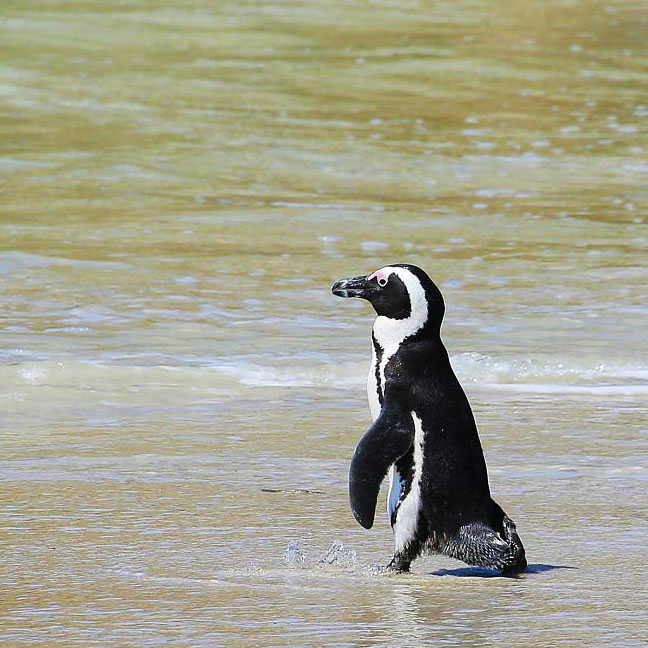 Bees kill dozens of endangered penguins in South Africa - CGTN