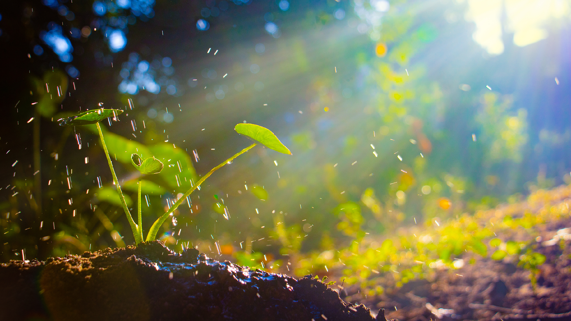 Live: How smart are plants? Exploring the world's plant diversity - CGTN