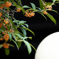 Osmanthus: The best flower to appreciate on Mid-Autumn Festival - CGTN