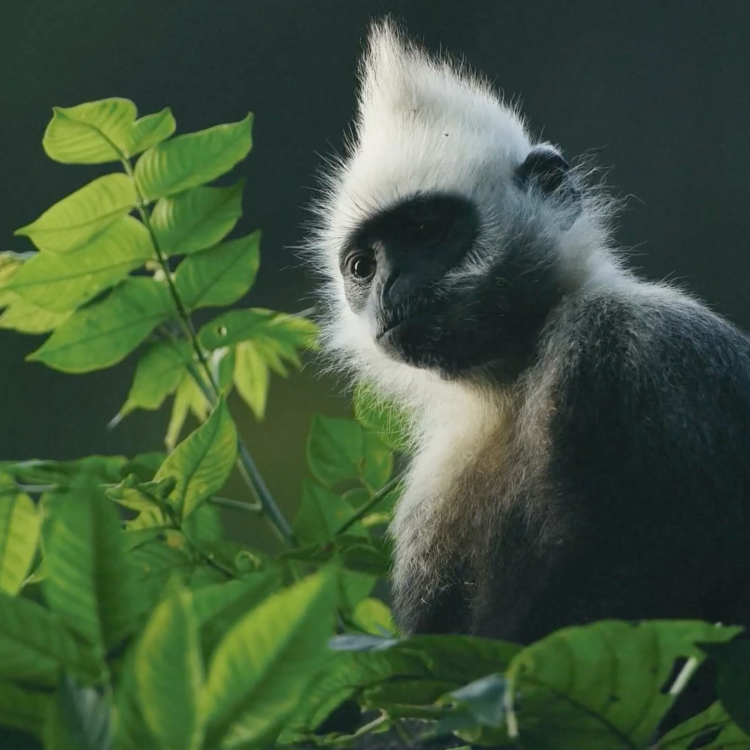 Endangered monkeys thrive amid harmony with human guardians in S China ...