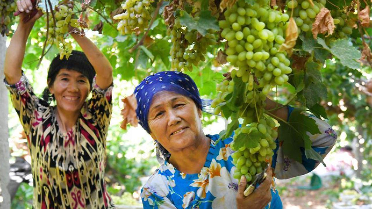 Live: A sweet tour in NW China's Turpan Grape Valley - CGTN