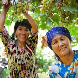 Live: A sweet tour in NW China's Turpan Grape Valley - CGTN