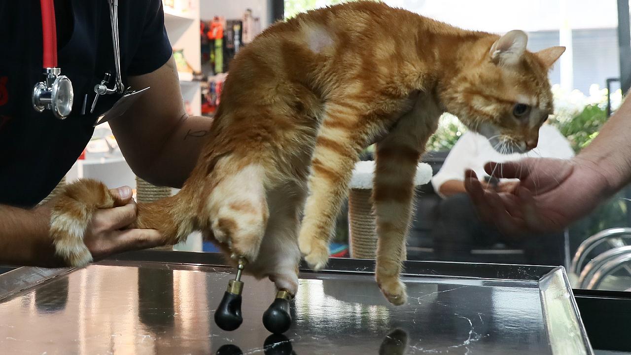 Cat walks with its shoe apparatus with the help of a 3D printer - CGTN